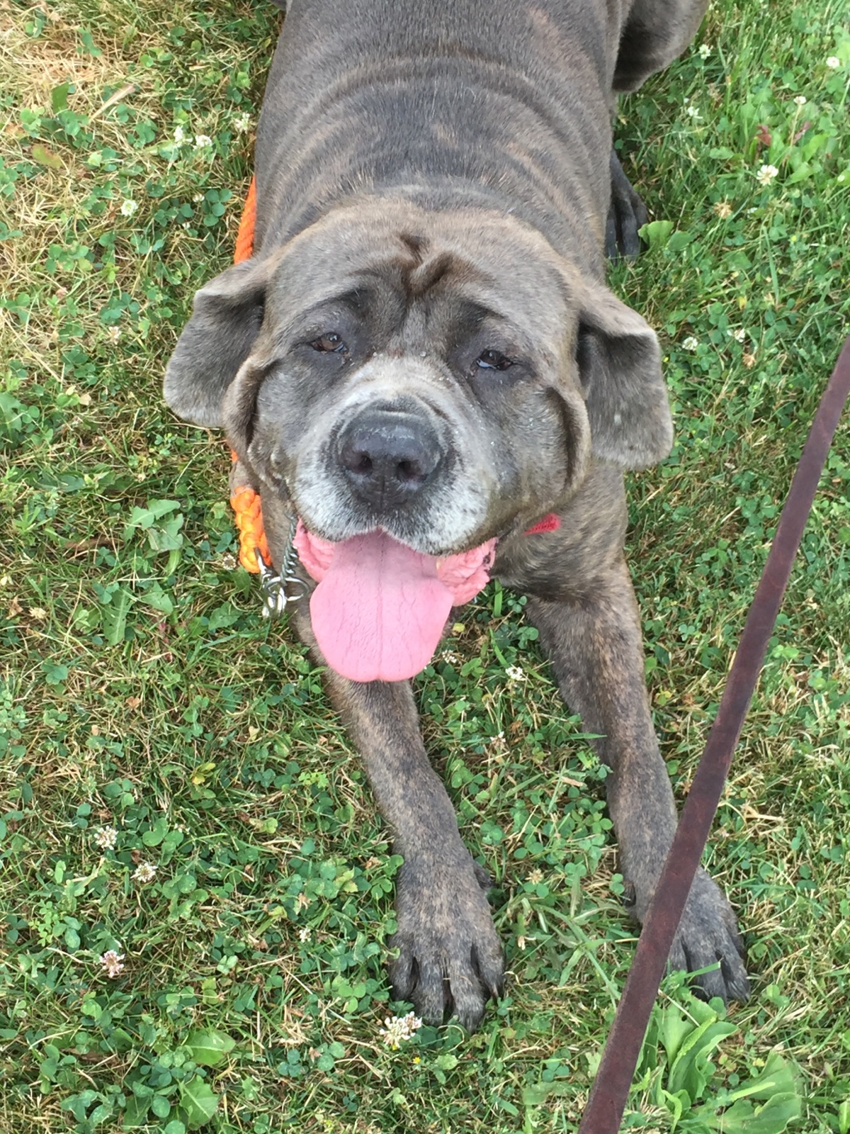 The Buster Foundation – Pit Bull and Bully Breed Rescue