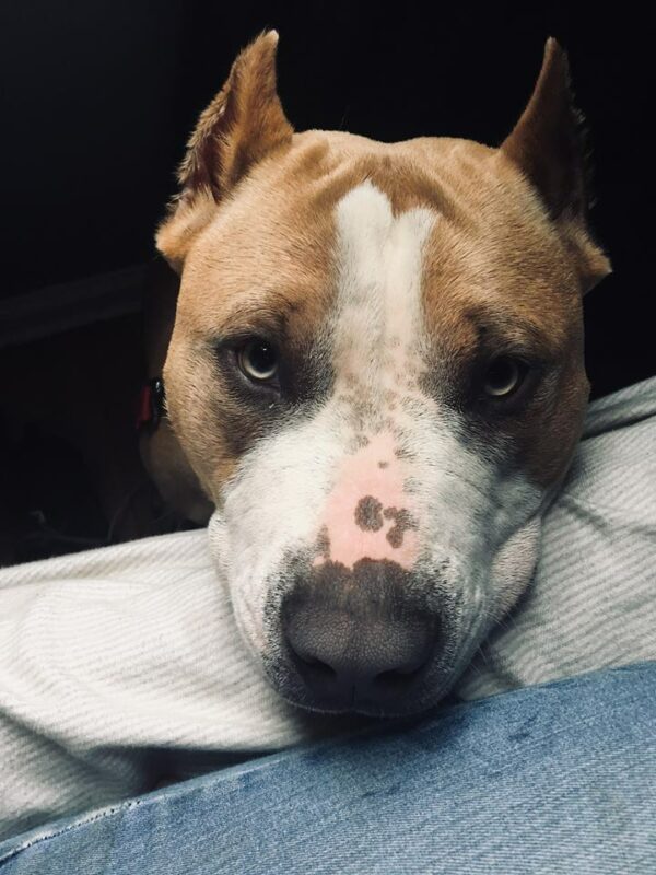 The Buster Foundation – Pit Bull and Bully Breed Rescue