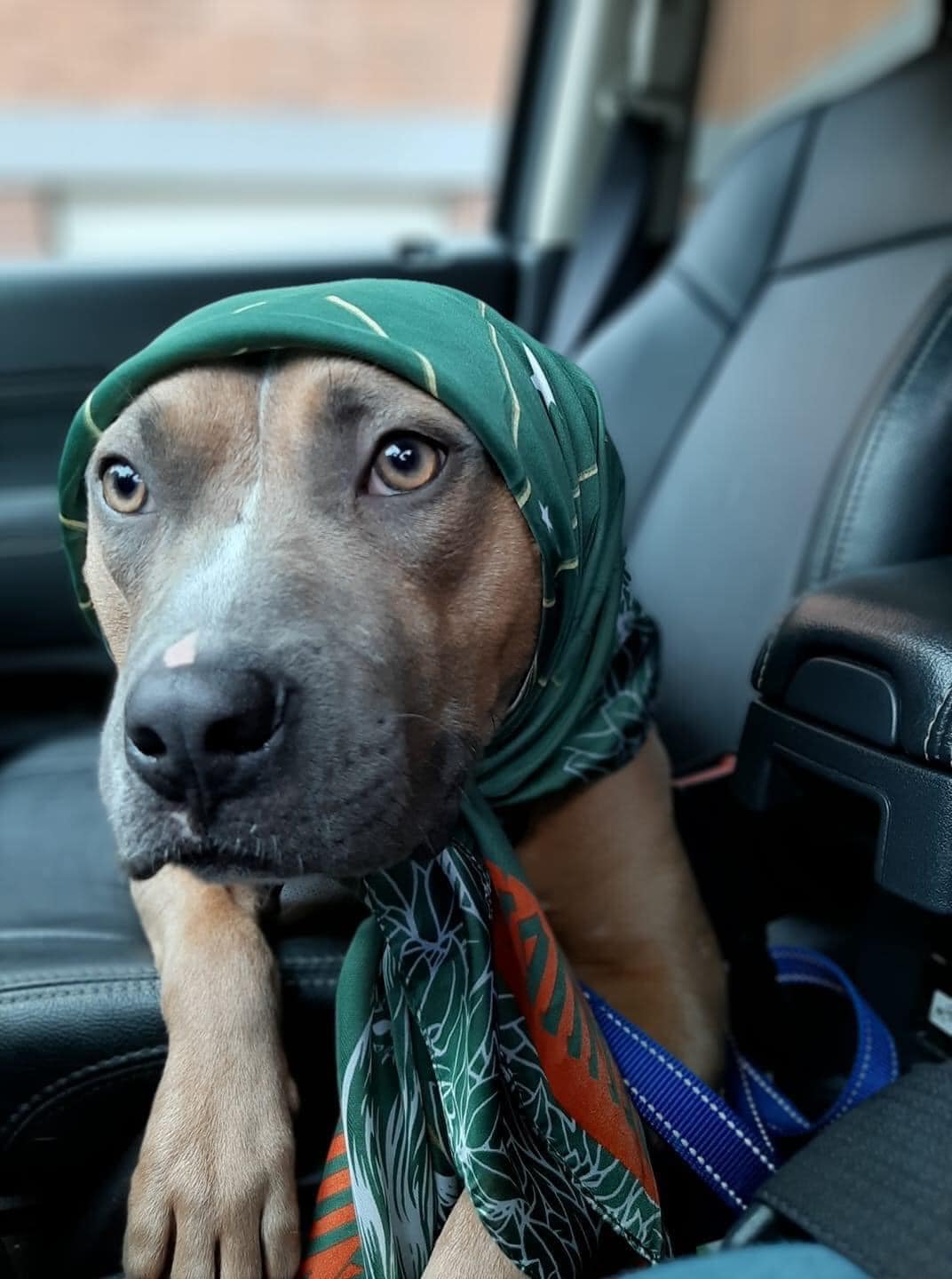 The Buster Foundation – Pit Bull and Bully Breed Rescue